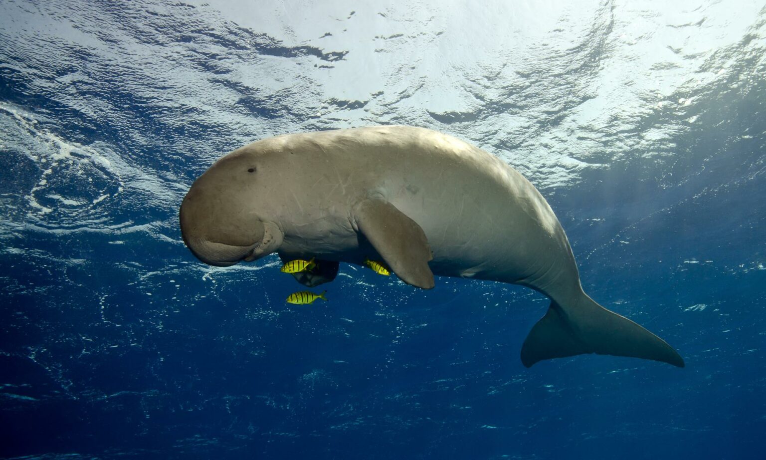 Discover Alor | Ocean Earth Travels Indonesia