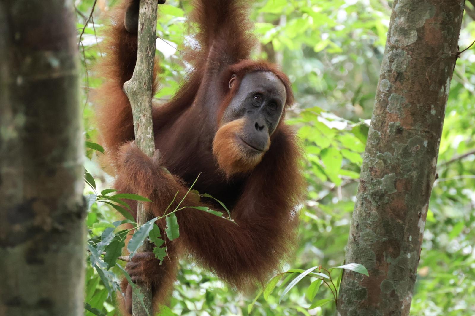 Destination Sumatra | Ocean Earth Travels Indonesia