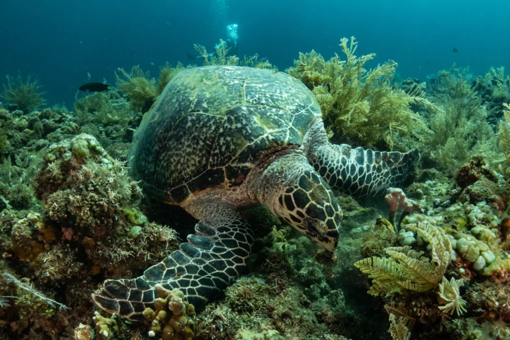 Your Guide to Bali's Best Dive Spots: Top Sites in Every Area