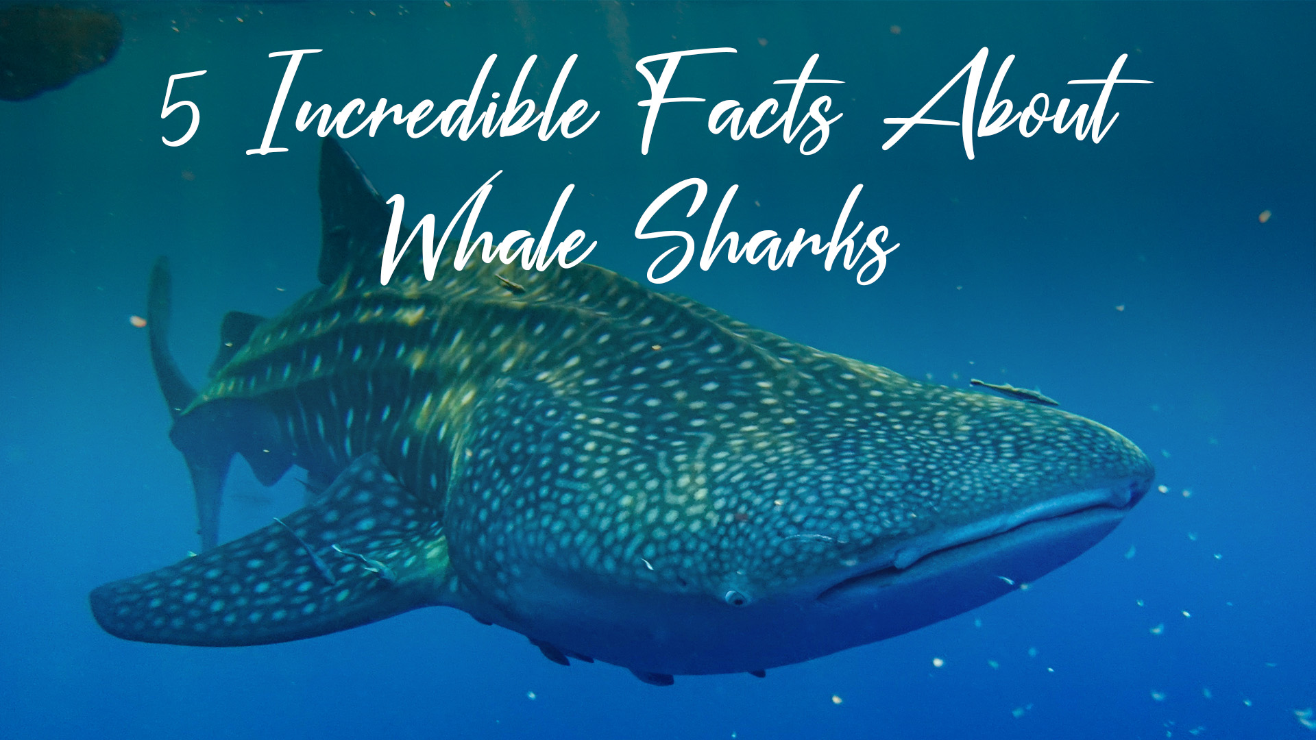 Whale Sharks: 5 Fascinating Facts About The Ocean's Gentle Giants